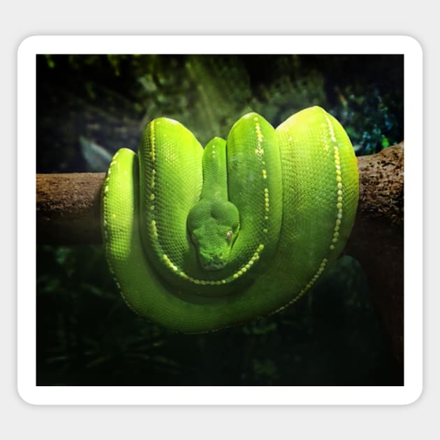 Green Tree Python - Green - Sticker | TeePublic